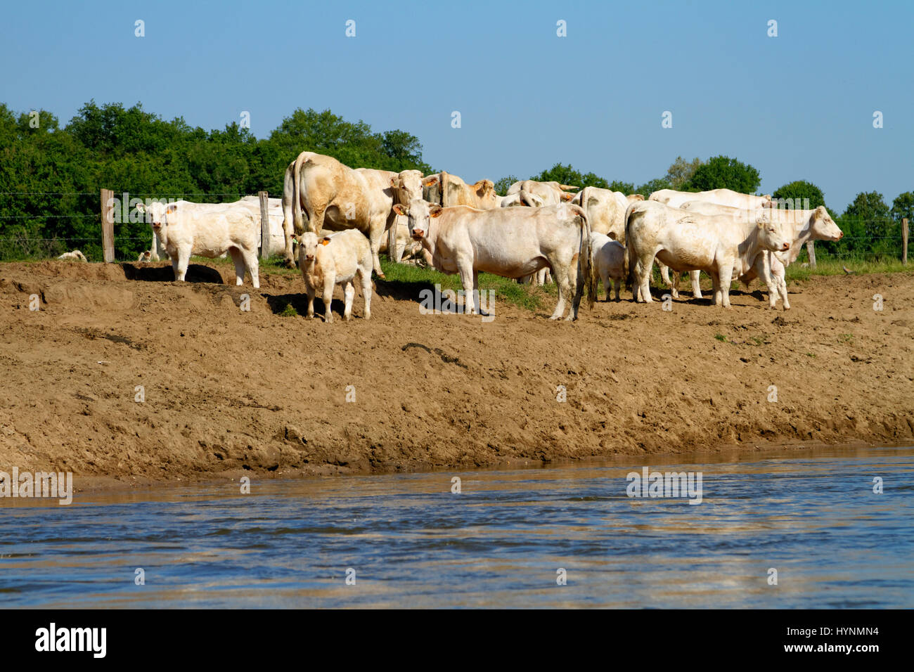 Grazing Cattle Drinking River High Resolution Stock Photography and ...