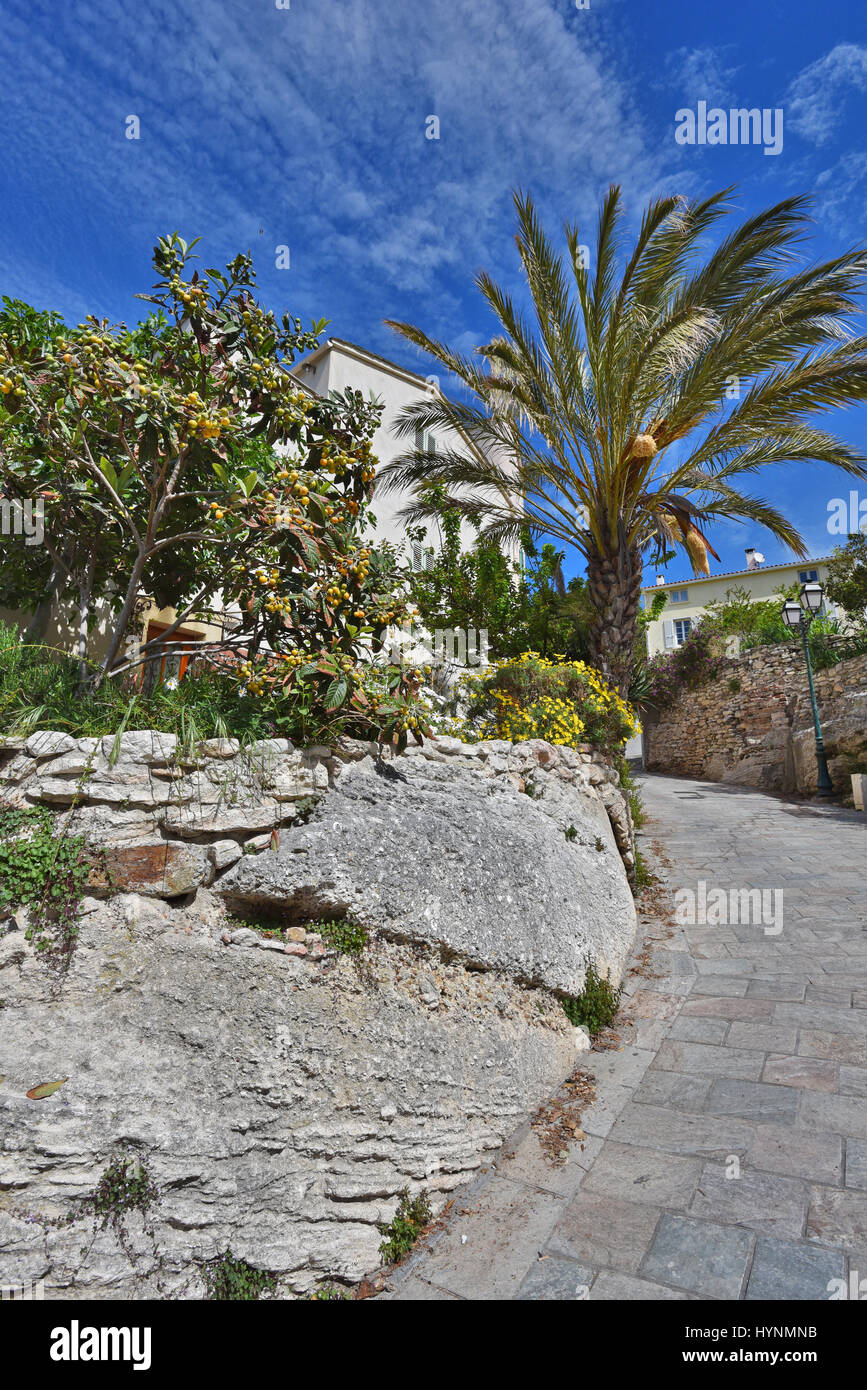 Corsican palm tree hi-res stock photography and images - Alamy