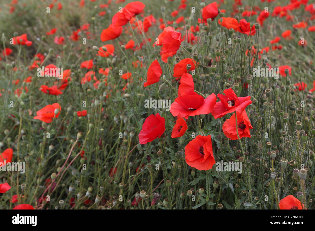 Flanders fields and poppies hi-res stock photography and images - Alamy