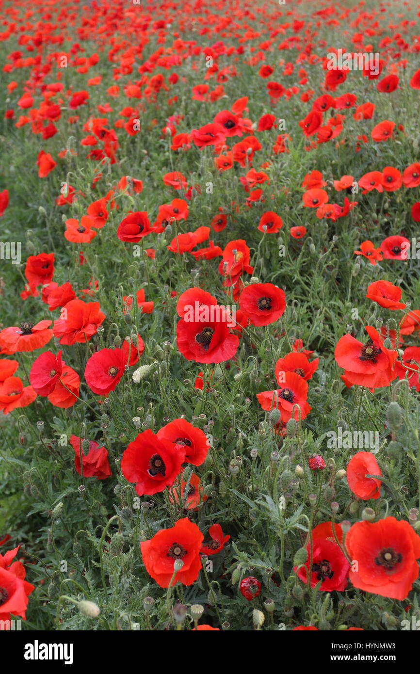 Flanders belgium poppy hi-res stock photography and images - Alamy