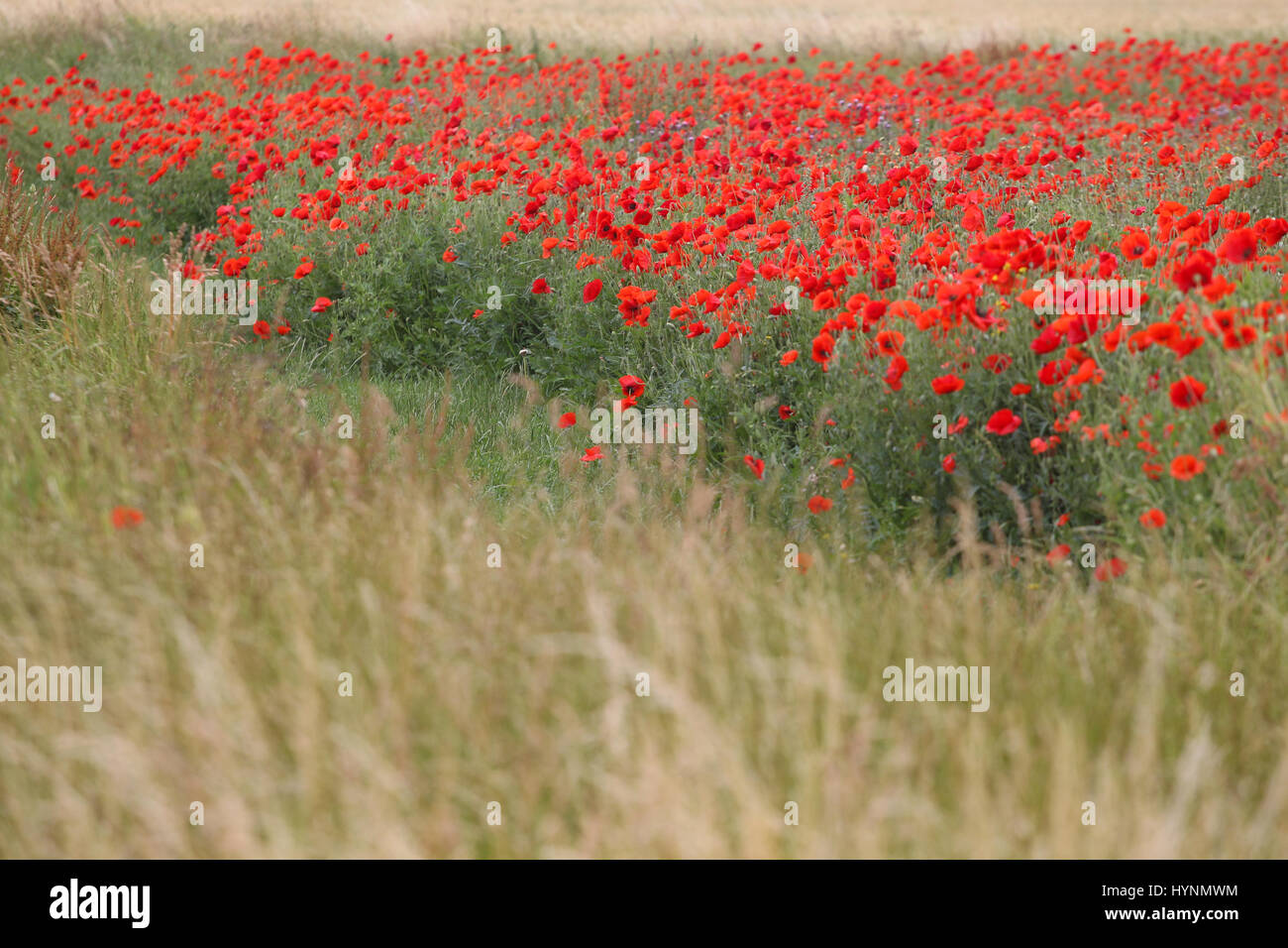 Flanders Poppies High Resolution Stock Photography and Images - Alamy