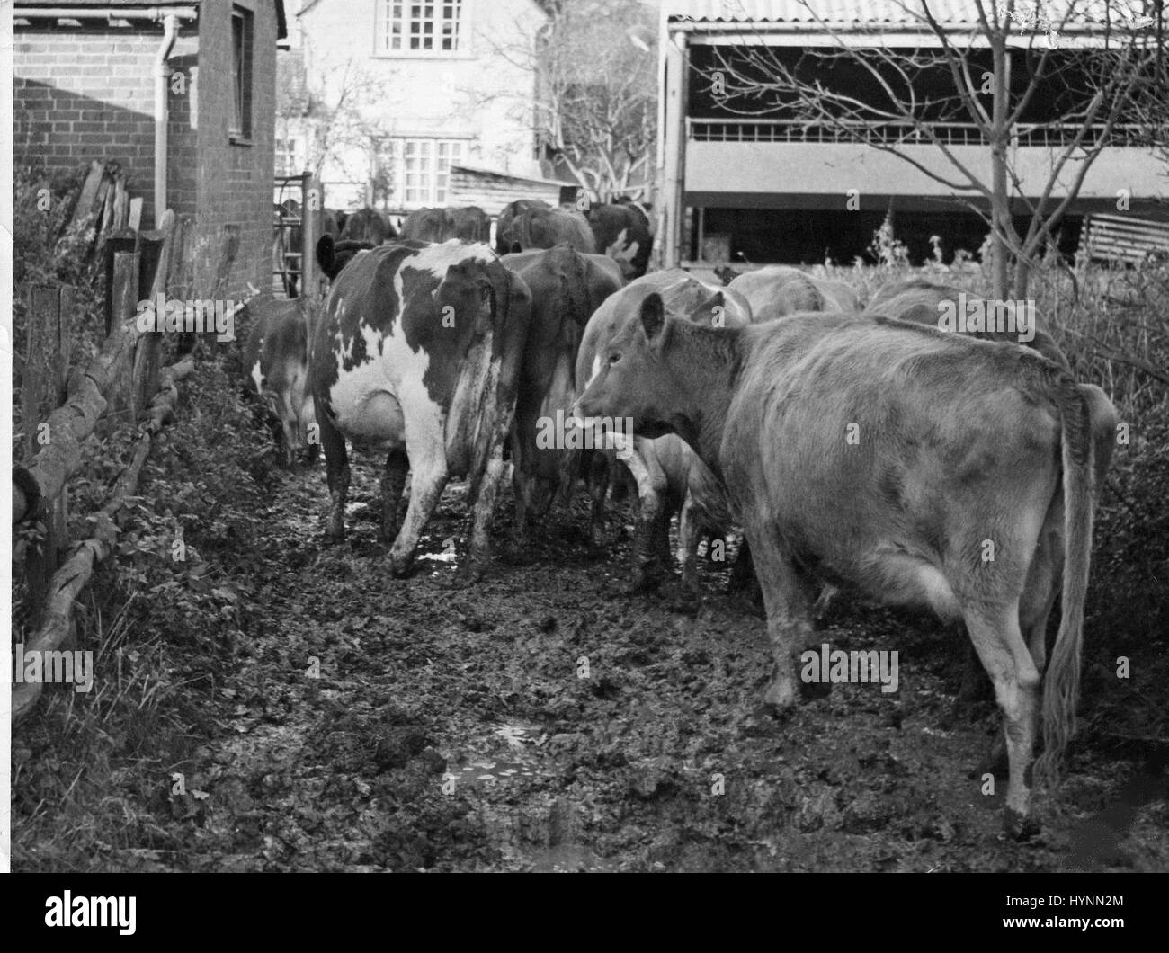 Muddy track hi-res stock photography and images - Alamy