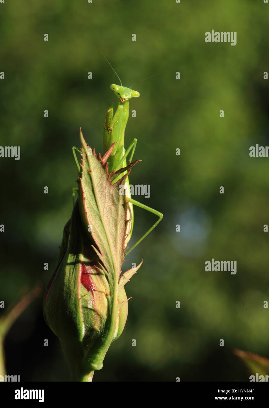 Isithixo hi-res stock photography and images - Alamy