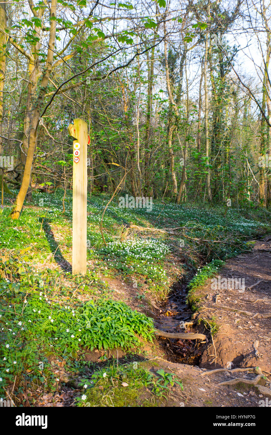 Coed y wenallt woods hi-res stock photography and images - Alamy
