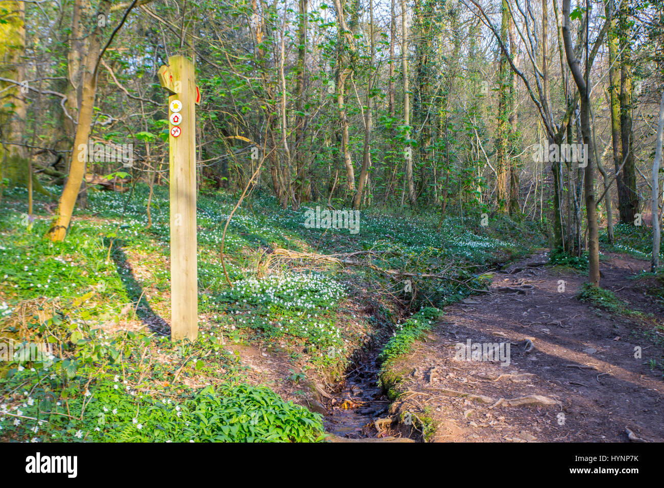 Coed y wenallt woods hi-res stock photography and images - Alamy