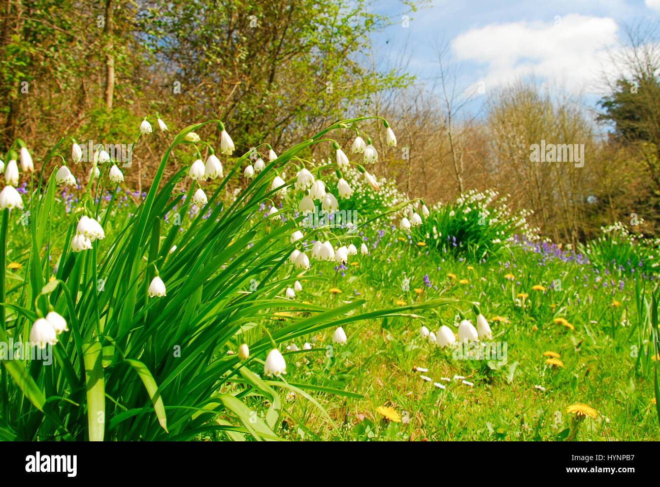 Little Bredy, Dorset, UK. 5th April, 2017. UK weather. Swathes of ...