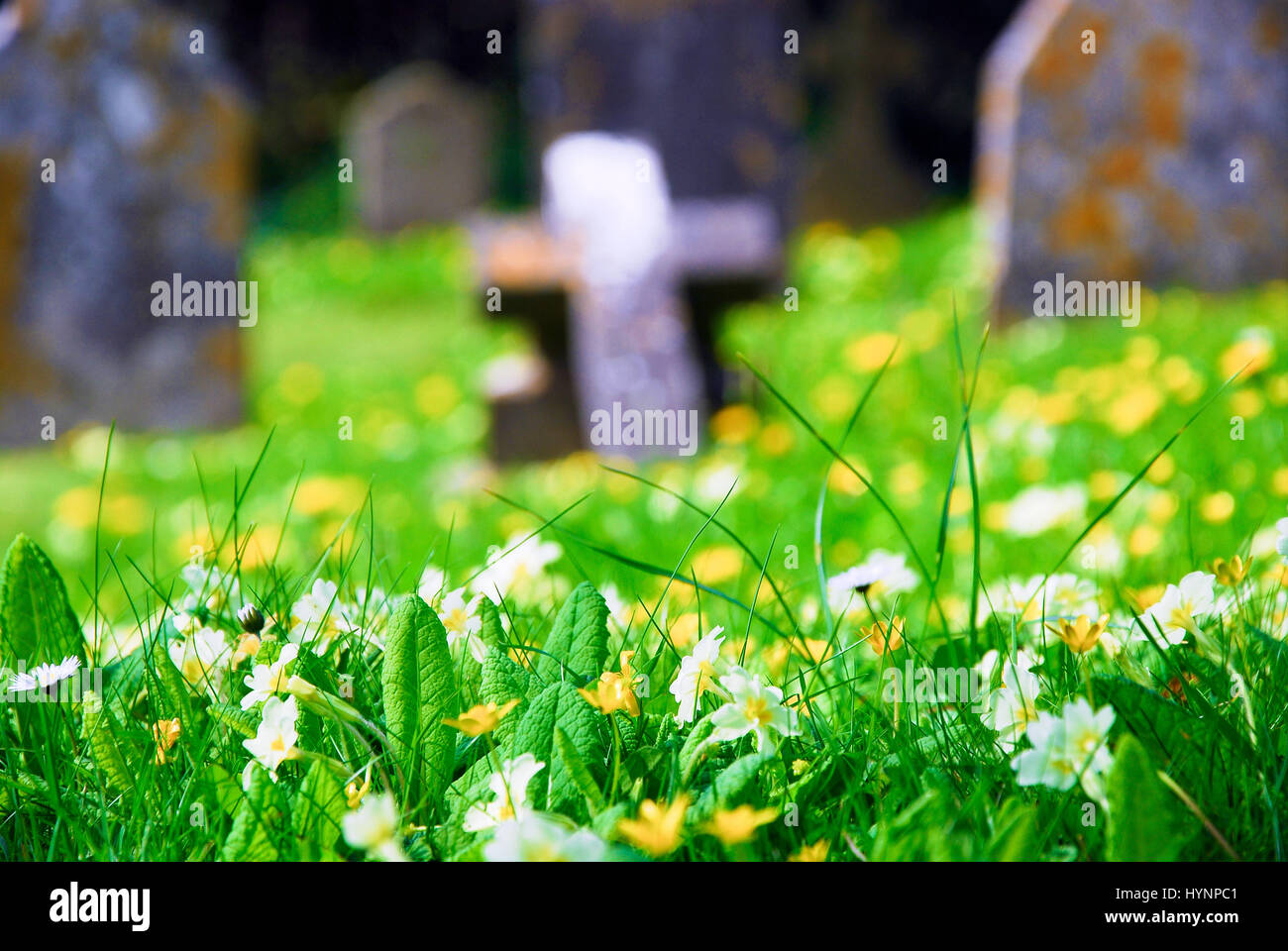 Little Bredy, Dorset, UK. 5th April, 2017. UK weather.Primroses and ...