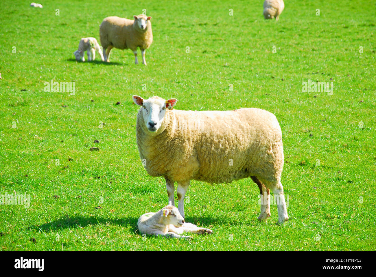 Little Bredy, Dorset, UK. 5th April, 2017. UK weather.Newly-born lambs ...