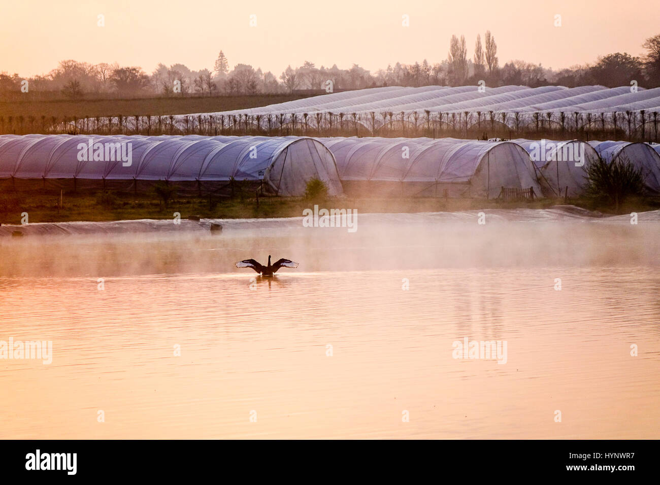 Tuesley Farm, Godalming. 06th April 2017. A misty sunrise over the Home ...