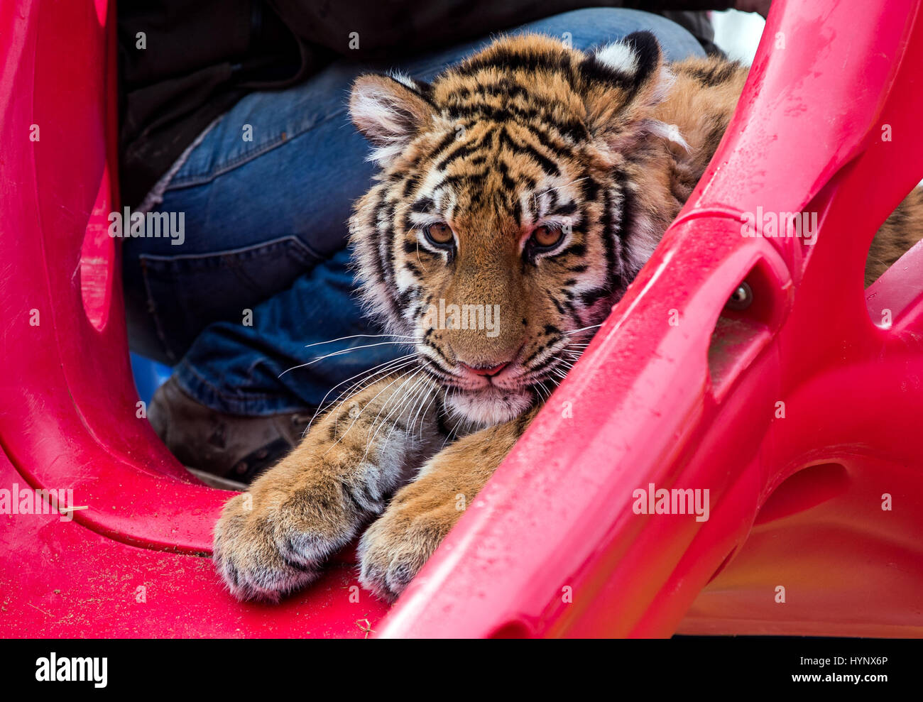 A seven-month-old female tiger named Elsa who was reared by hand in an ...