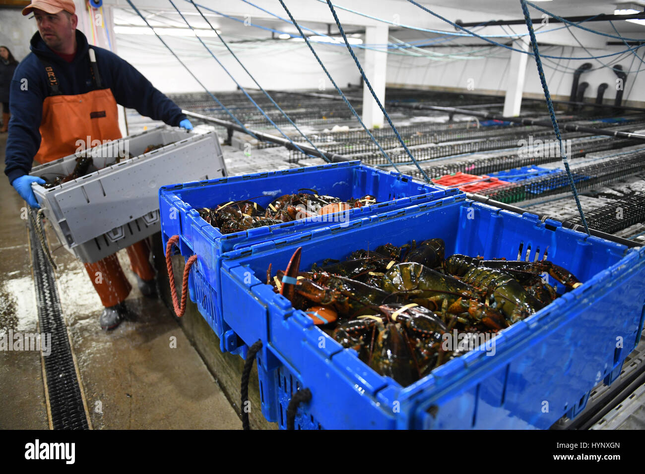 Maine, USA. 29th Mar, 2017. A worker of Maine Coast company carry ...