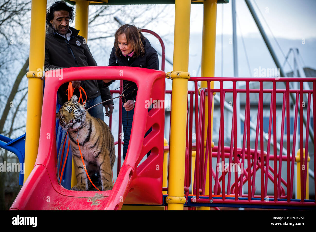 A seven-month-old female tiger named Elsa who was reared by hand in an ...