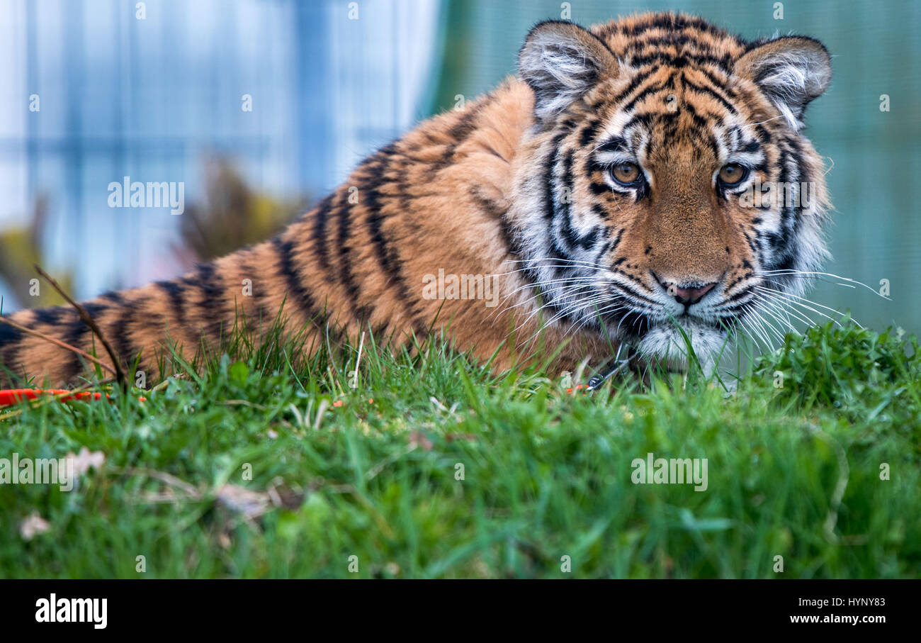 Dassow, Germany. 5th Apr, 2017. A seven-month-old female tiger named ...