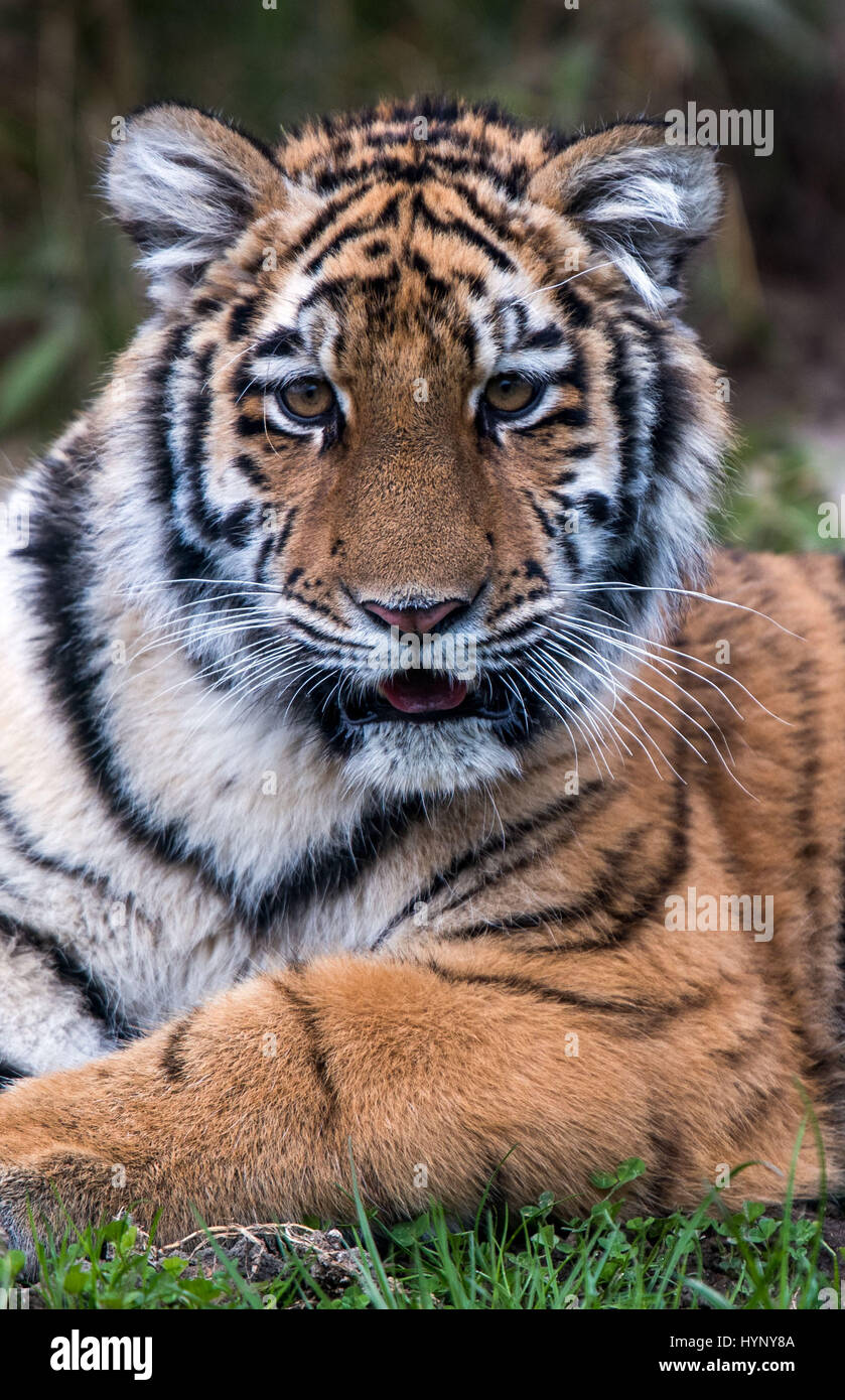 Dassow, Germany. 5th Apr, 2017. A seven-month-old female tiger named ...