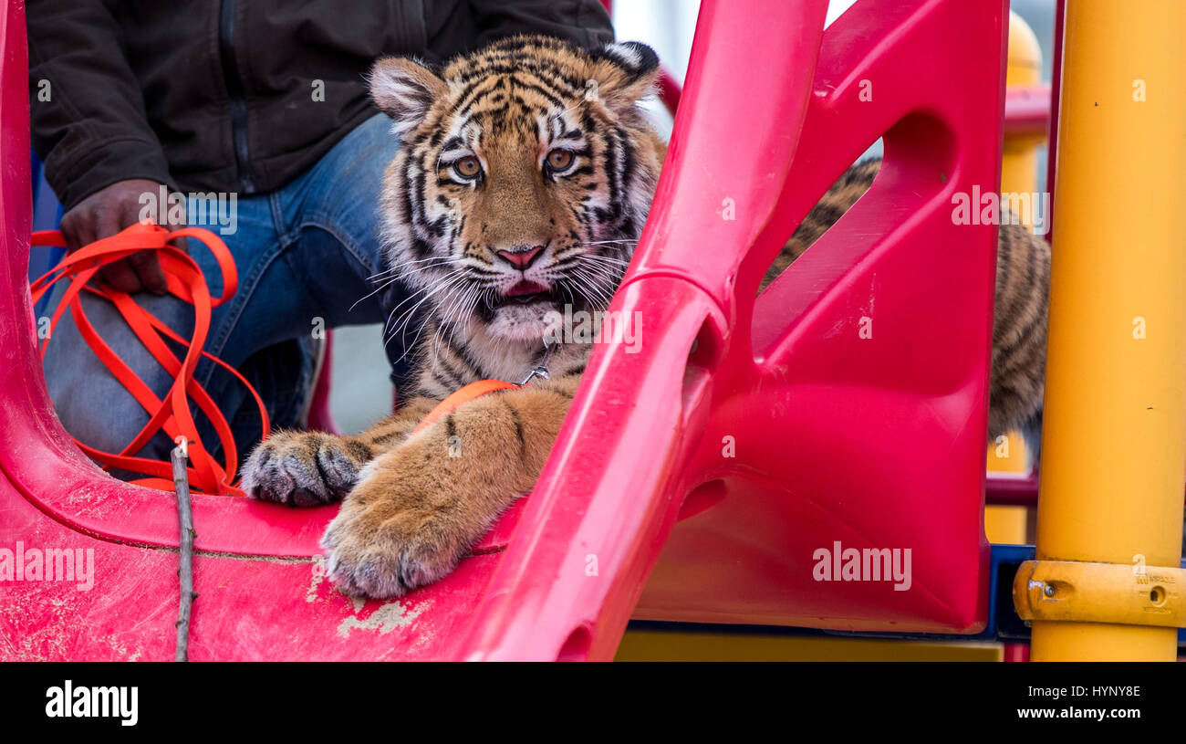 Dassow, Germany. 5th Apr, 2017. A seven-month-old female tiger named ...