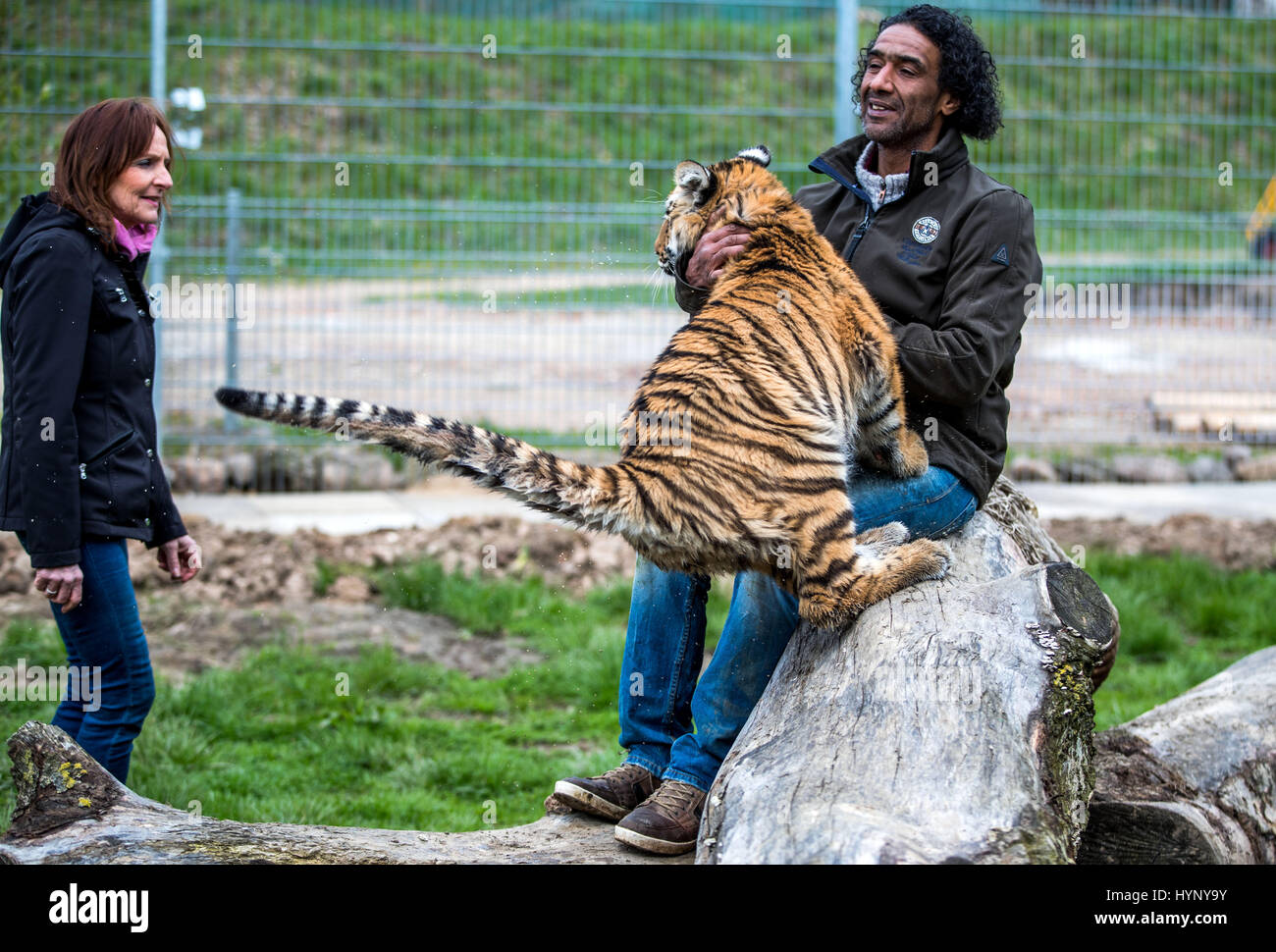 Dassow, Germany. 5th Apr, 2017. A seven-month-old female tiger named ...