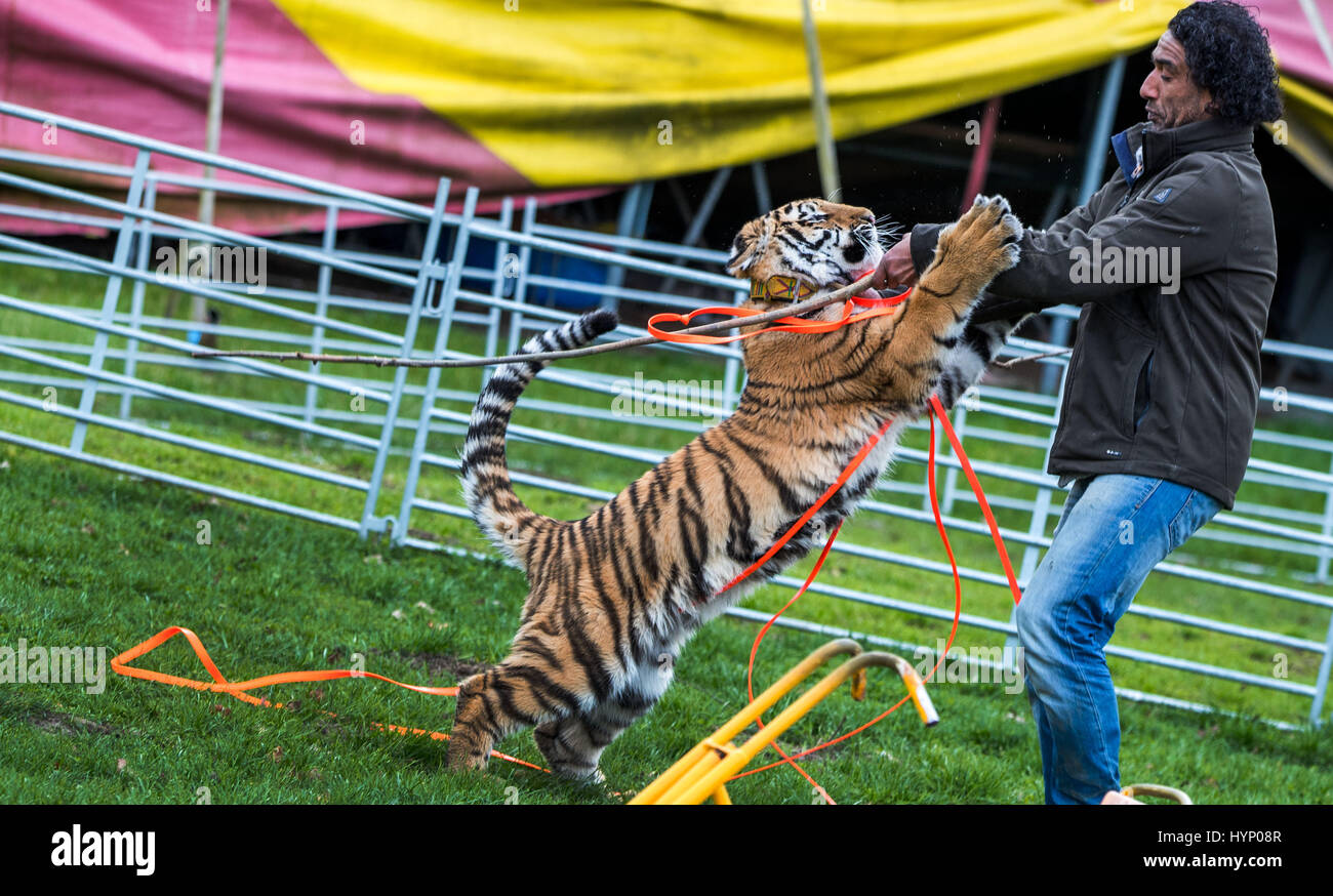 dpatop - A seven-month-old female tiger named Elsa who was reared by ...