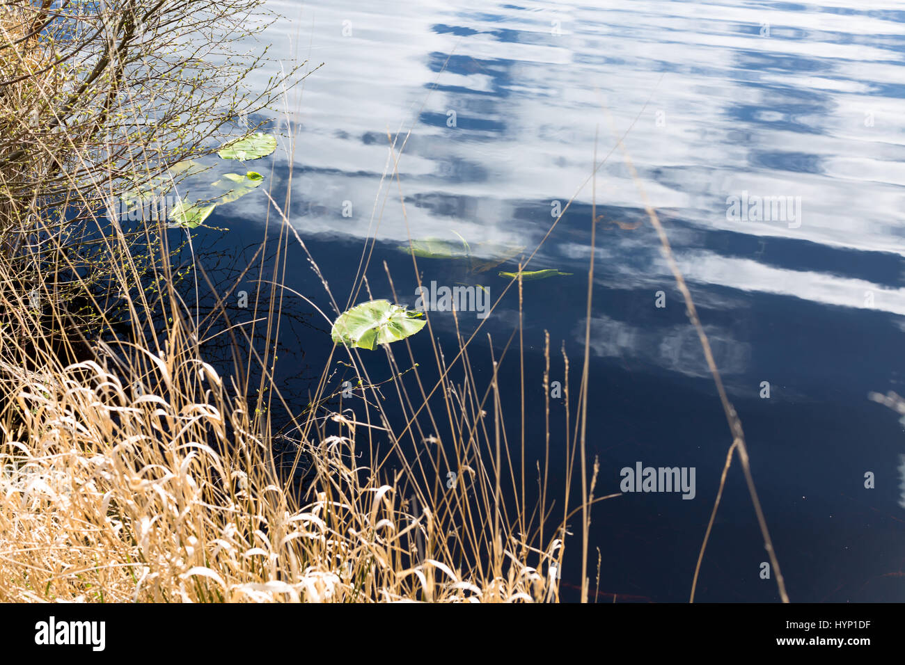 Cors Caron National Nature Reserve near Tregaron in Mid Wales. The site ...