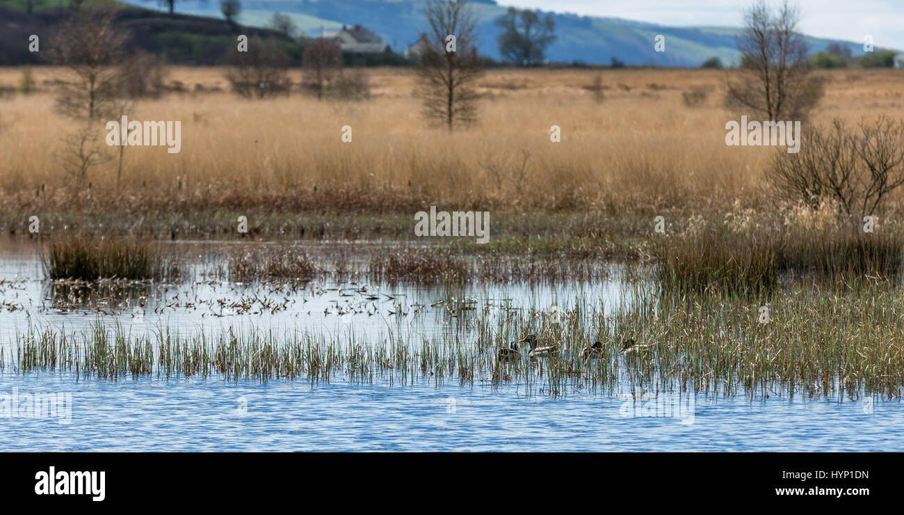 Cors caron wetland nature reserve hi-res stock photography and images ...