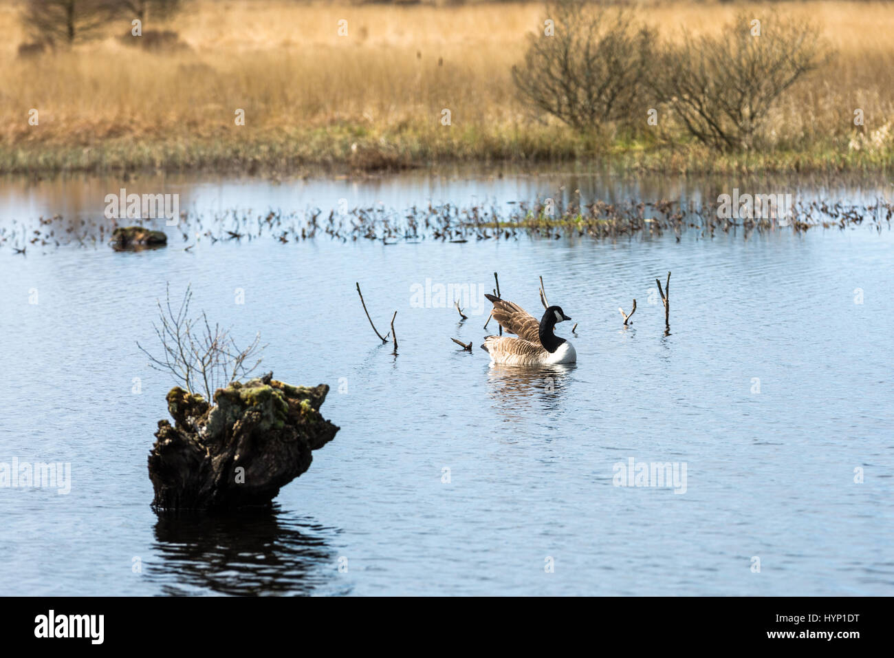 Habitats nature hi-res stock photography and images - Alamy