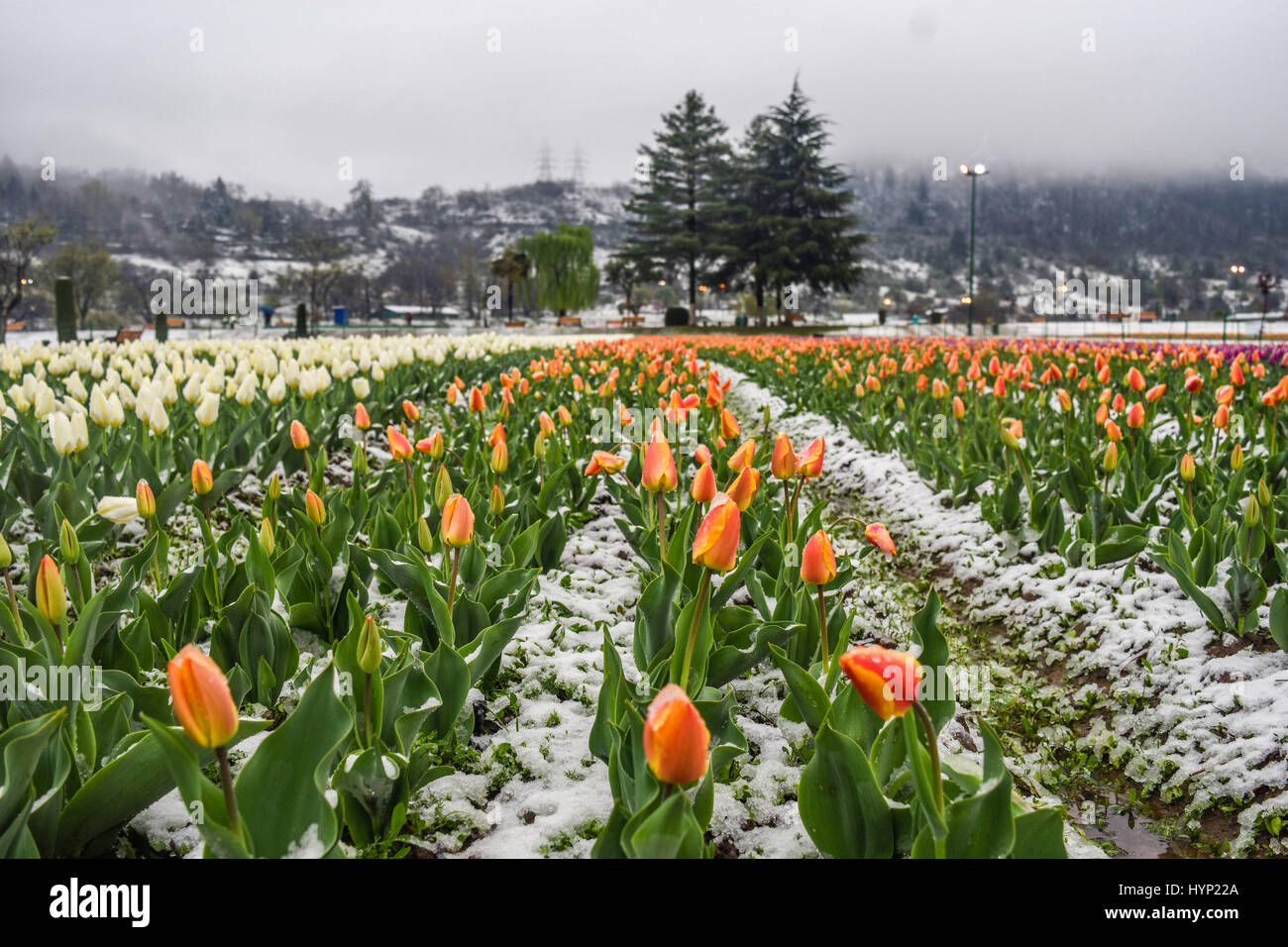 Srinagar, Kashmir. 6th Apr, 2017. Tulip flowers in full bloom are ...