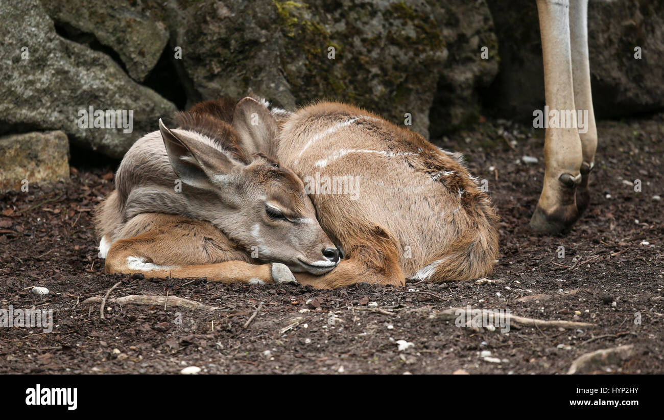 Hellabrunn, Germany. 6th Apr, 2017. A sleeping Kudu antelope ...