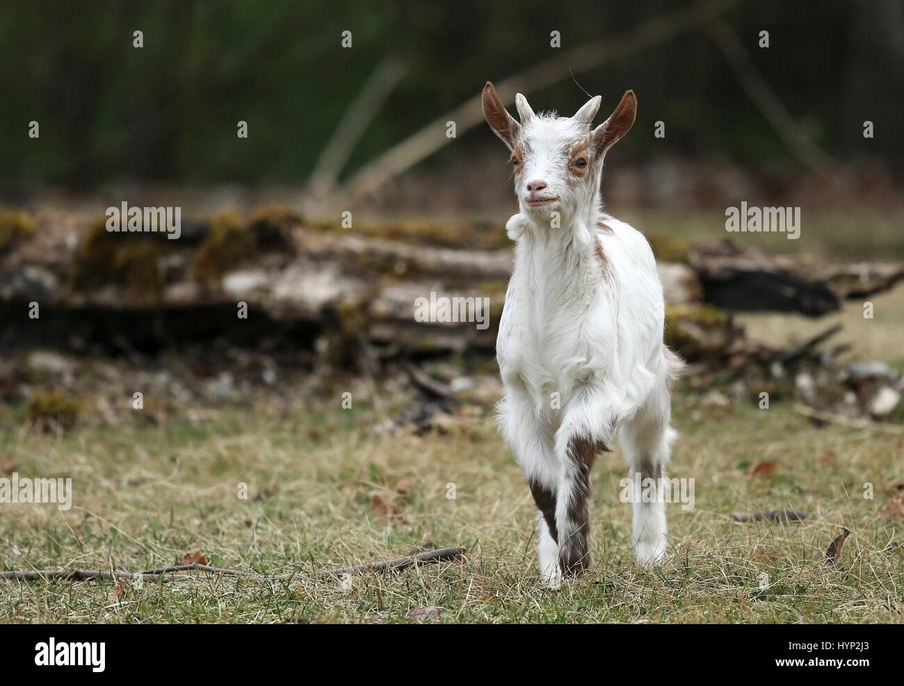 Girgentana goat hi-res stock photography and images - Alamy