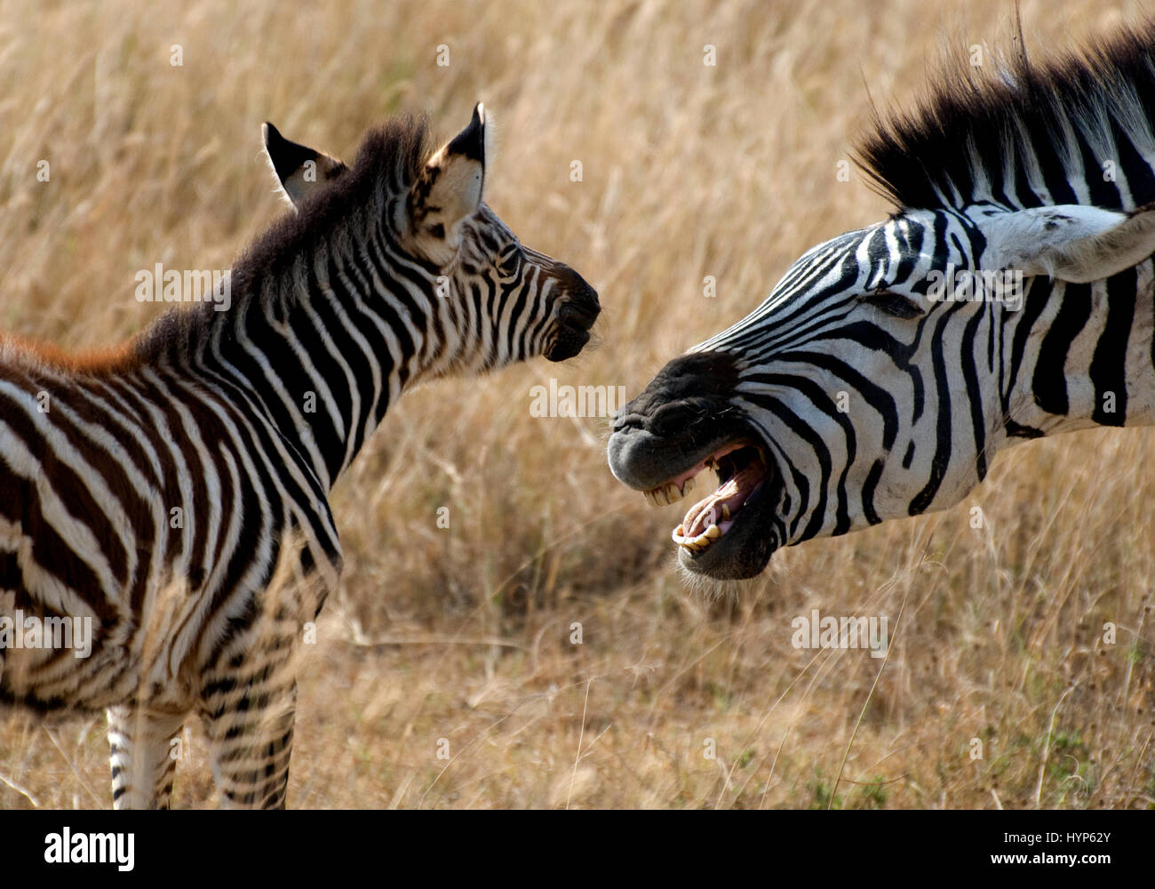 Wildlife communication hi-res stock photography and images - Alamy
