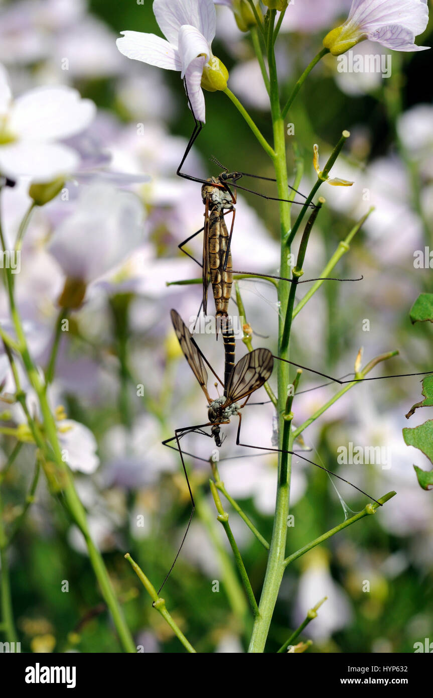 Mating Crane flies on Cuckoo flower Stock Photo - Alamy