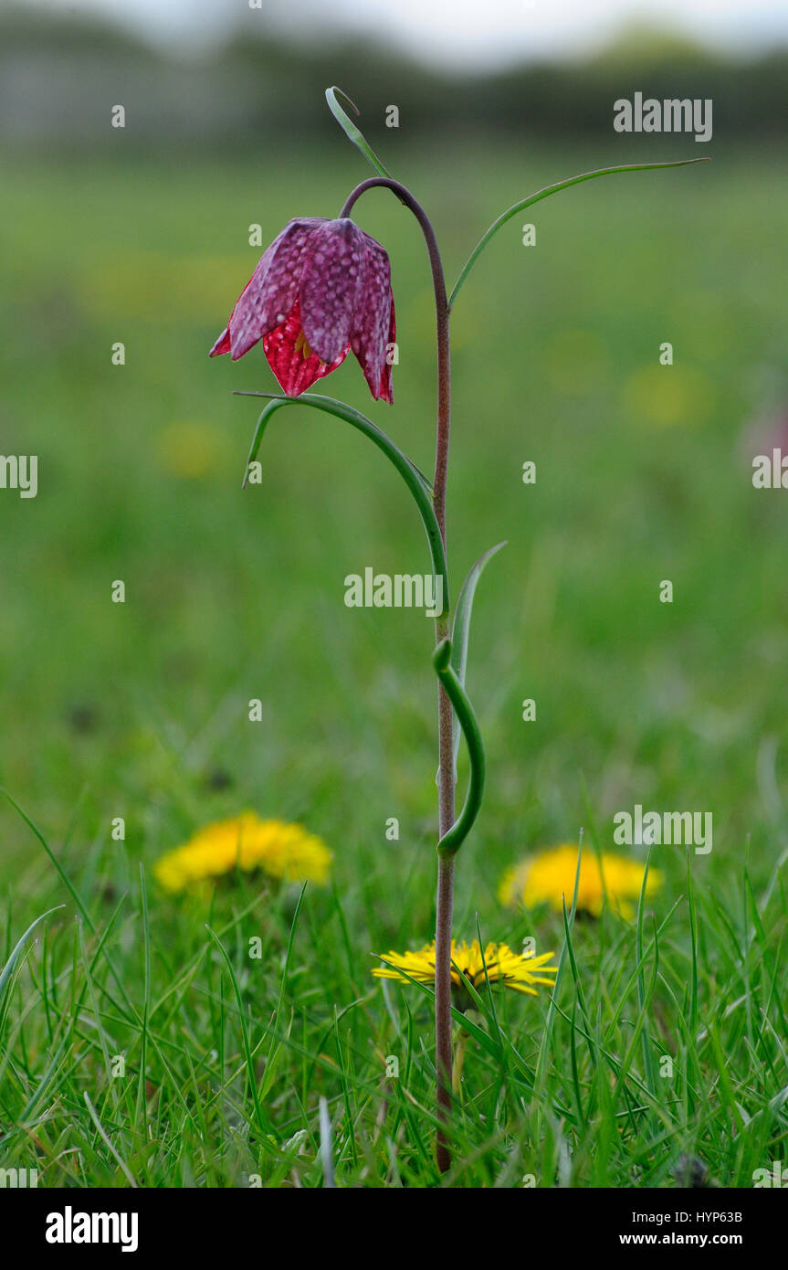 Single Snakes Head Fritillary Stock Photo - Alamy