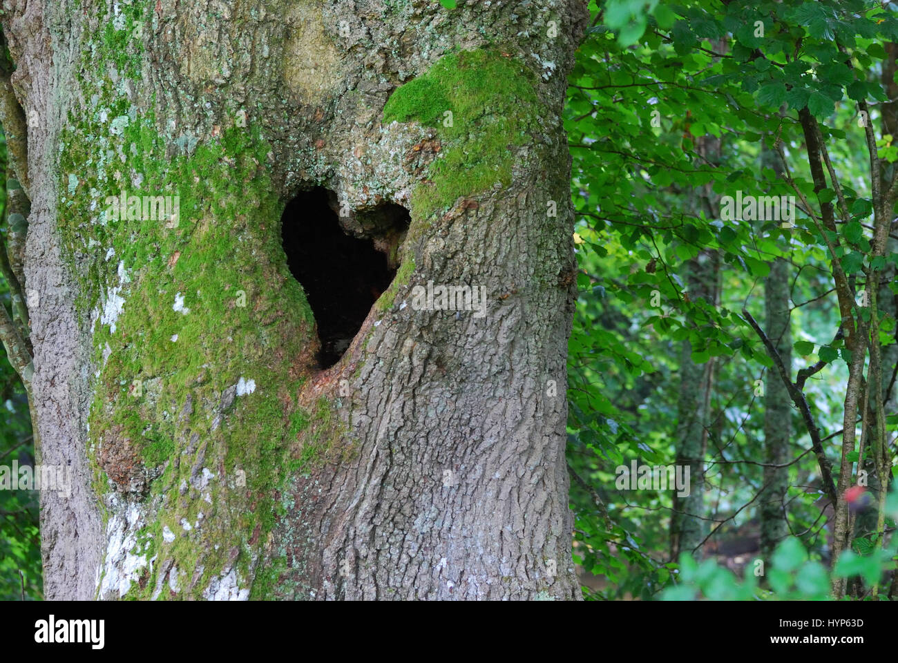 Heart shaped cavity in a tree Stock Photo - Alamy