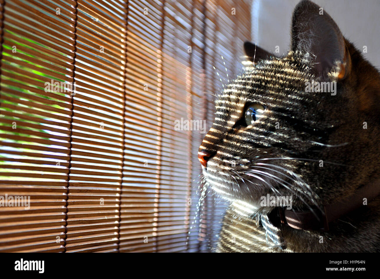 Sunbath morning hi-res stock photography and images - Alamy