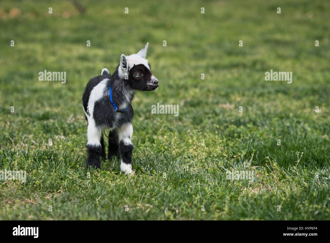 One week old baby Nigerian Dwarf Goat playing outside in green grass ...