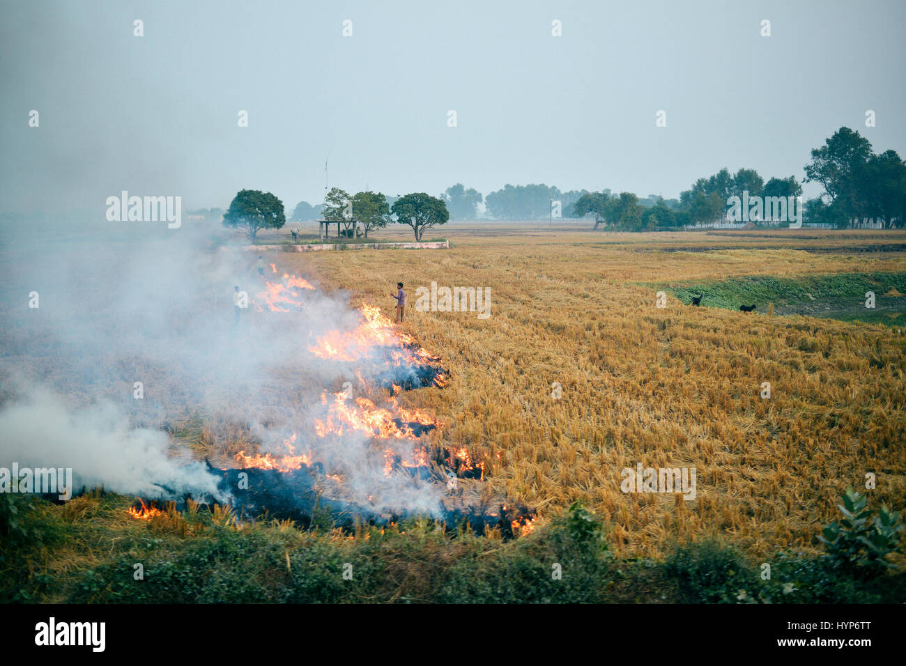 Farmers burning dried rice field in India Stock Photo - Alamy