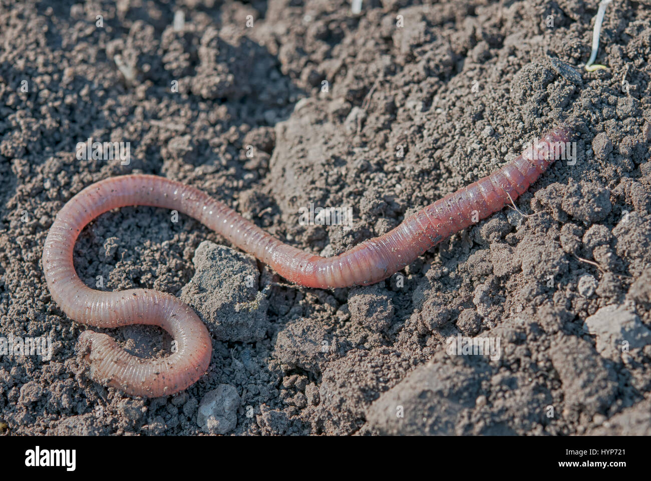 Desert Earthworm