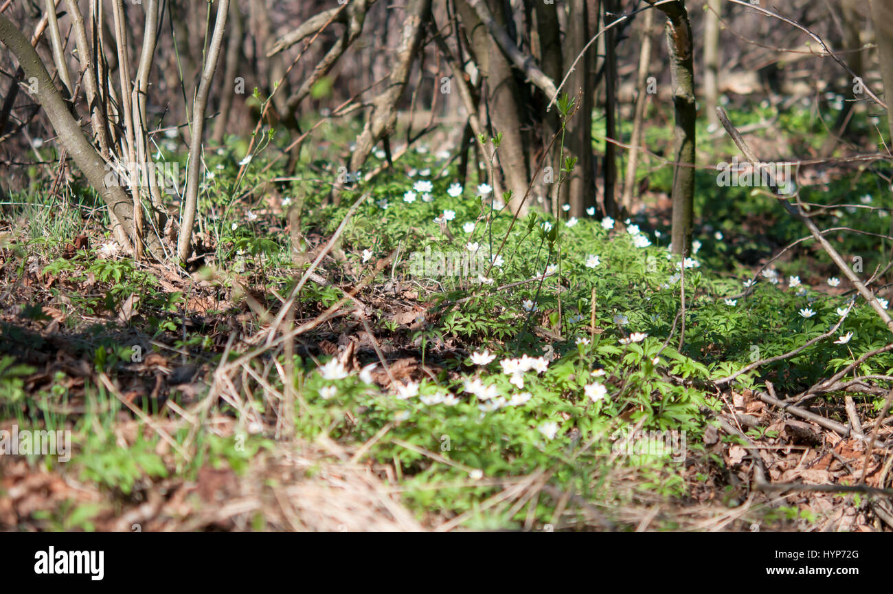 spring forest flowers. Close up Stock Photo - Alamy