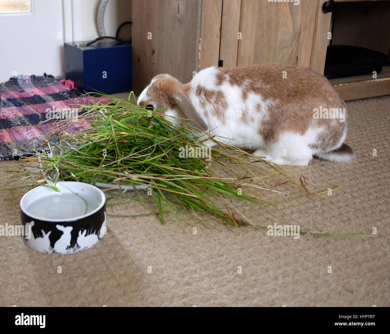 Fresh green grass and rabbit hi-res stock photography and images - Alamy