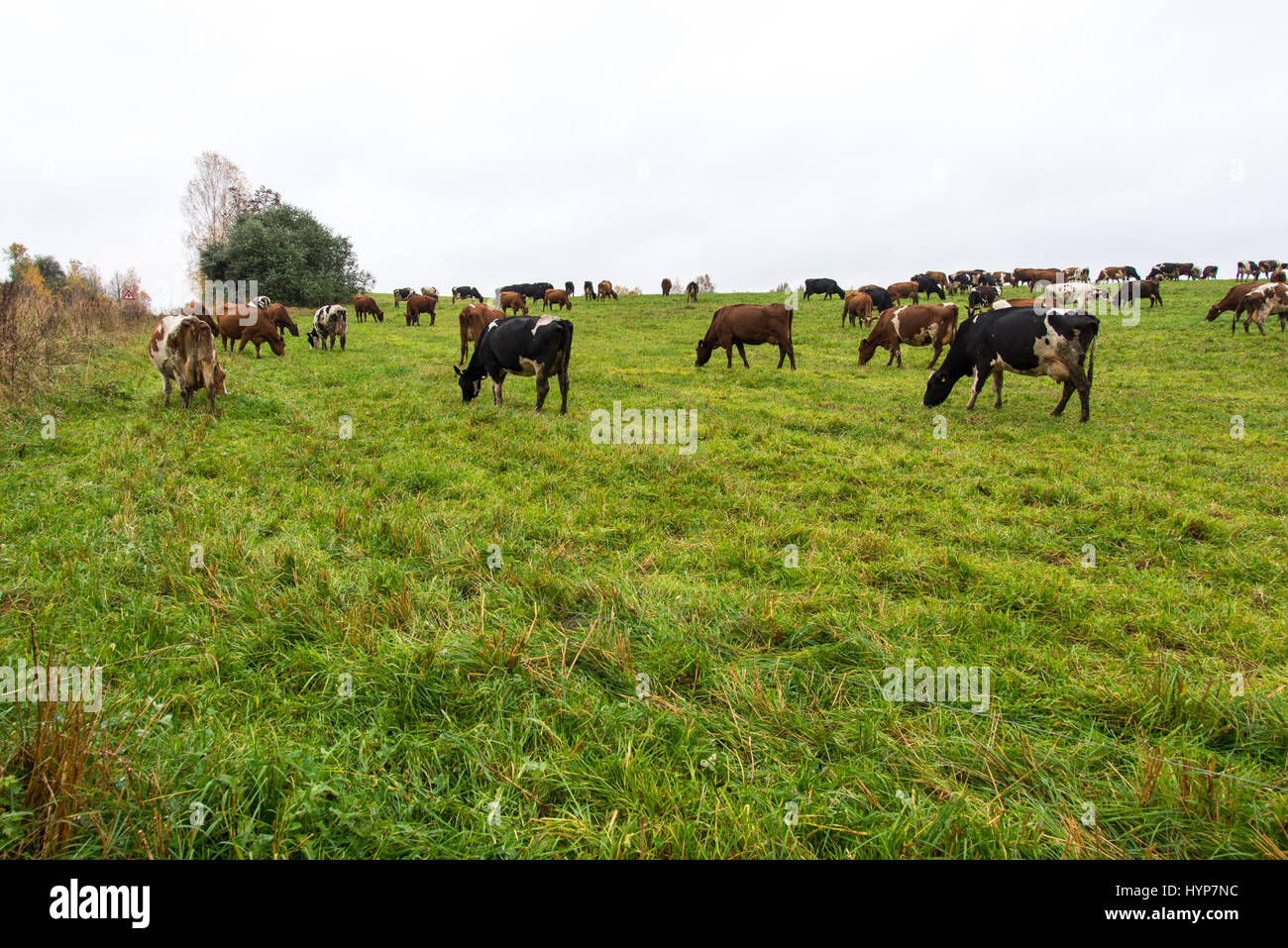 green field with cows in the autumn in country Stock Photo - Alamy