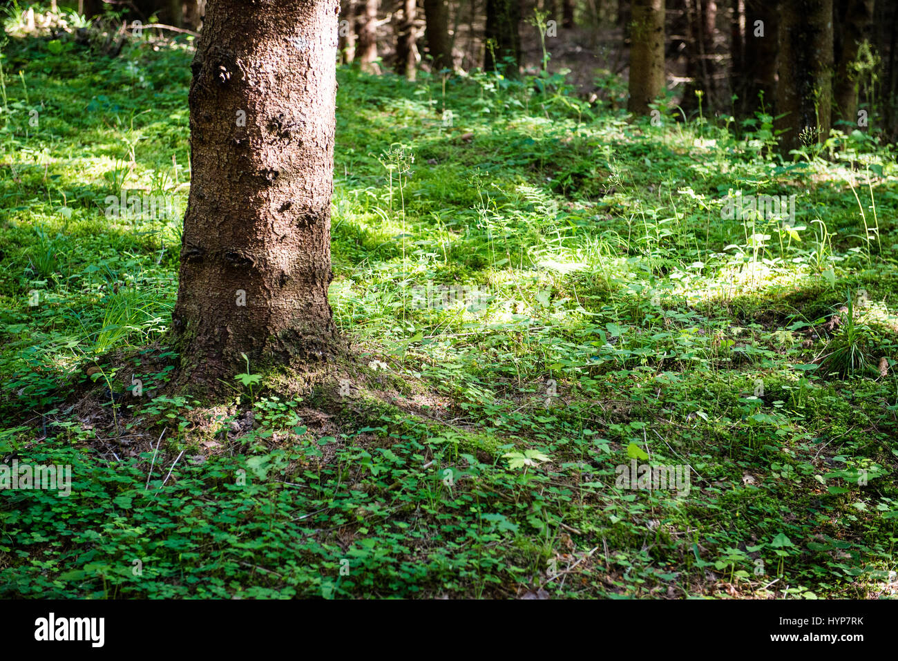 forest trees. nature green wood sunlight backgrounds Stock Photo - Alamy