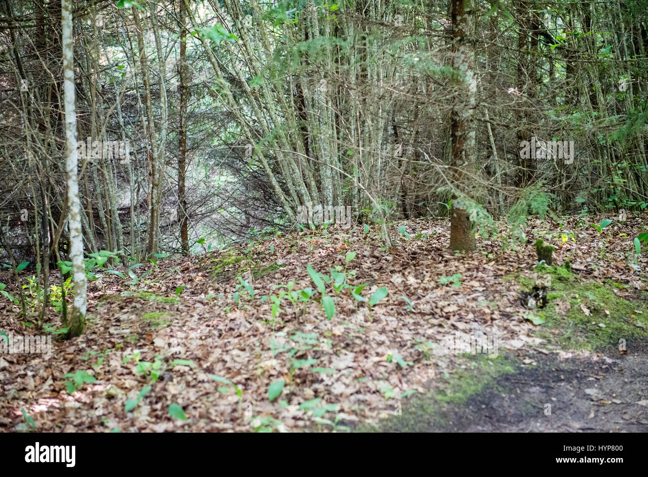 forest trees. nature green wood sunlight backgrounds Stock Photo - Alamy