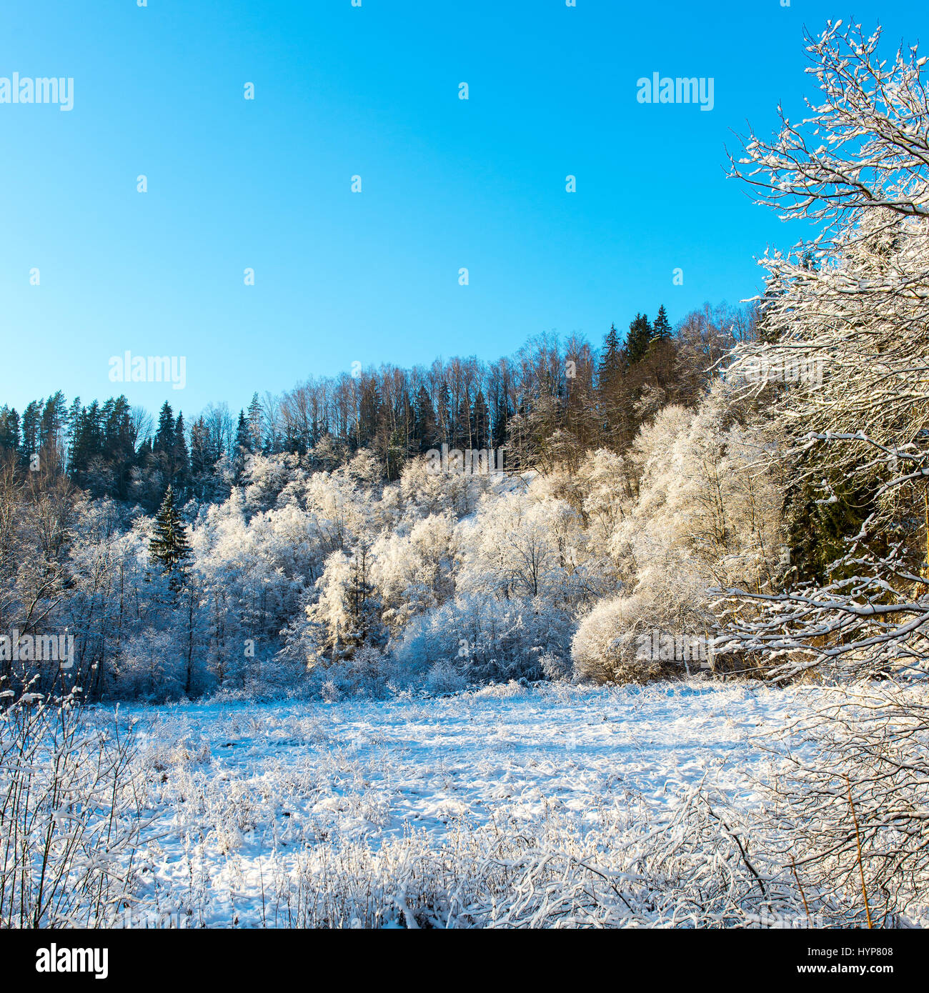 snowy winter landscape with snow covered trees and blue sky Stock Photo ...