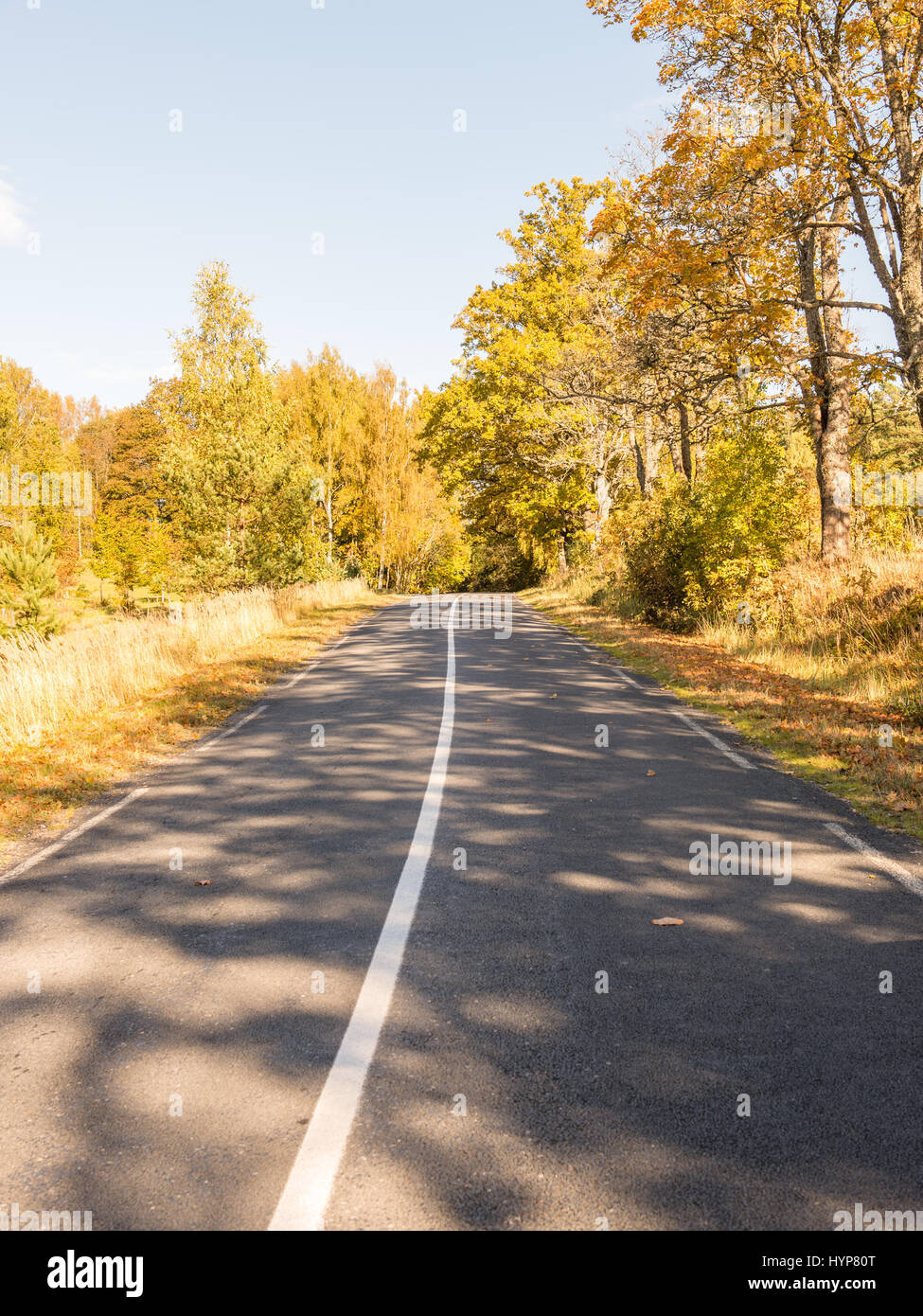 empty road in the countryside with trees in surrounding. perspective in ...