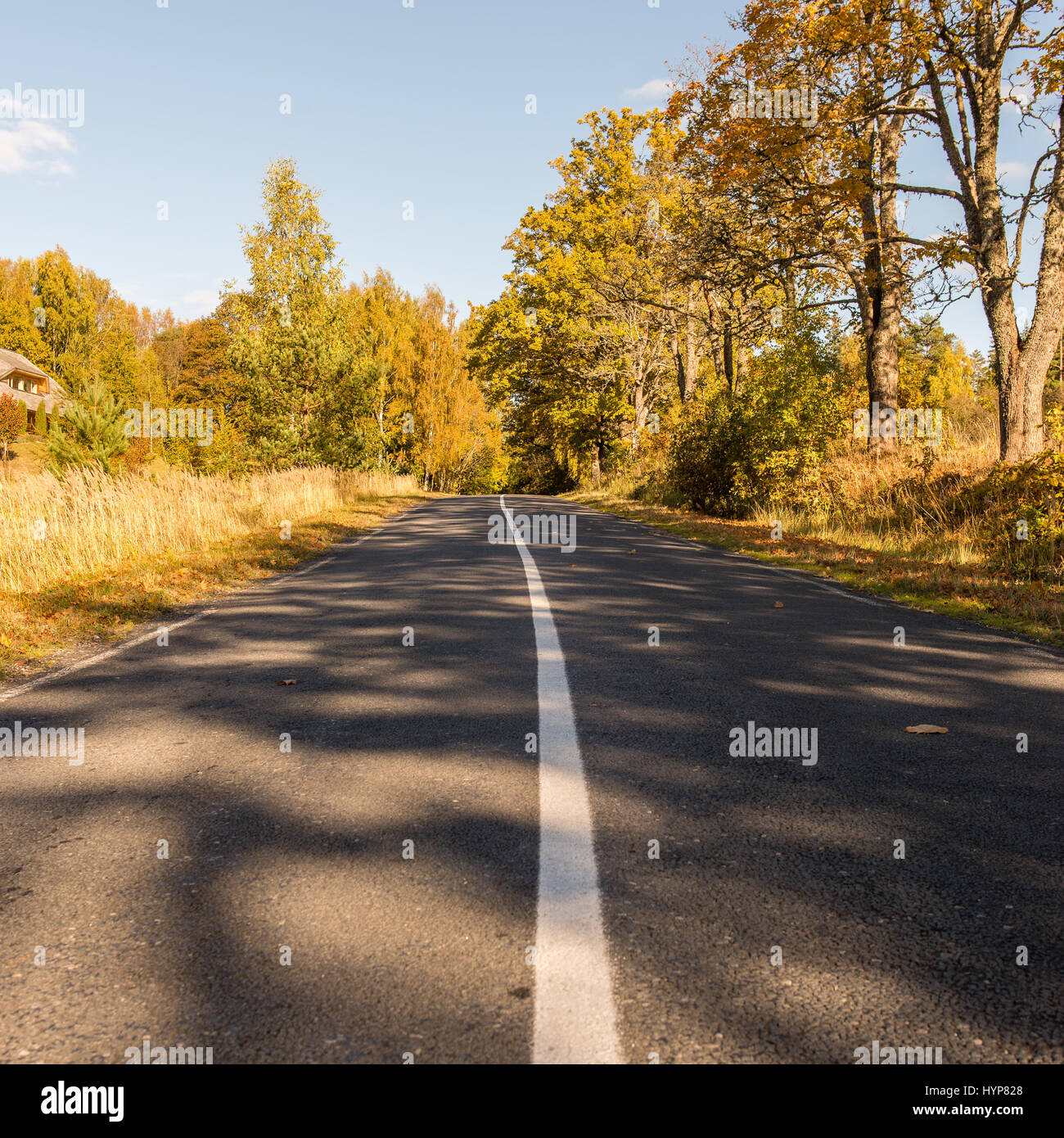 empty road in the countryside with trees in surrounding. perspective in ...