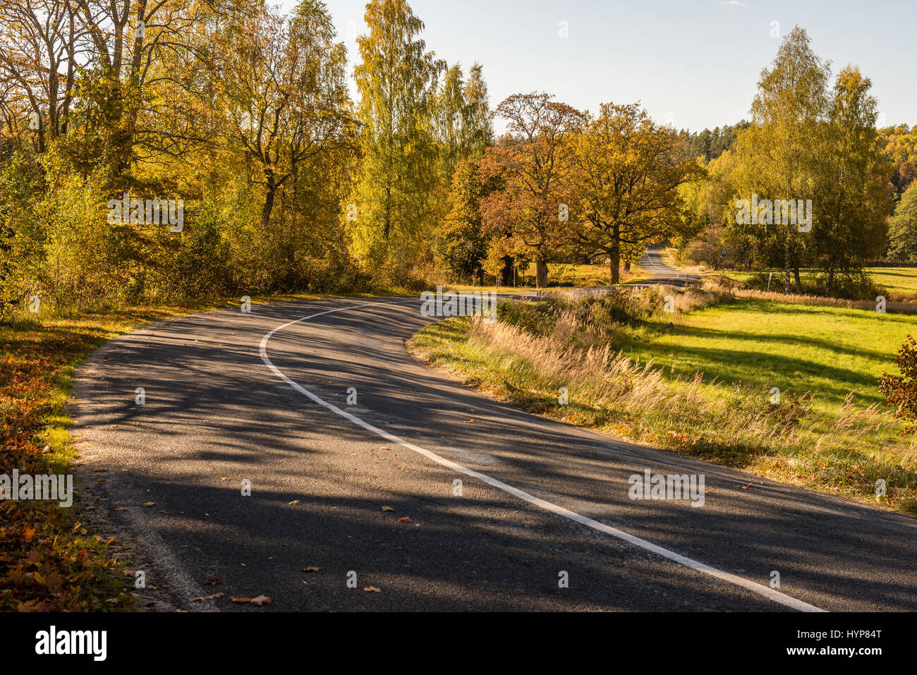 empty road in the countryside with trees in surrounding. perspective in ...