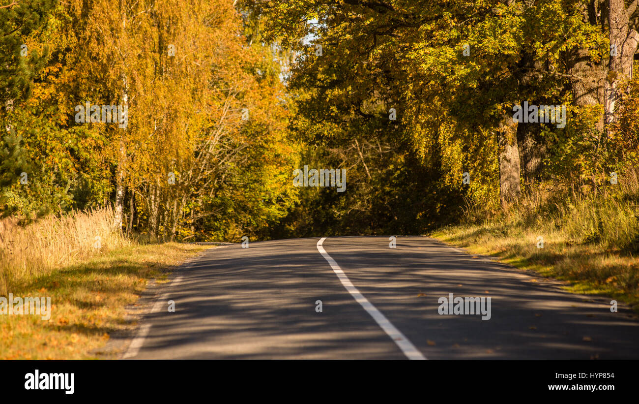 empty road in the countryside with trees in surrounding. perspective in ...