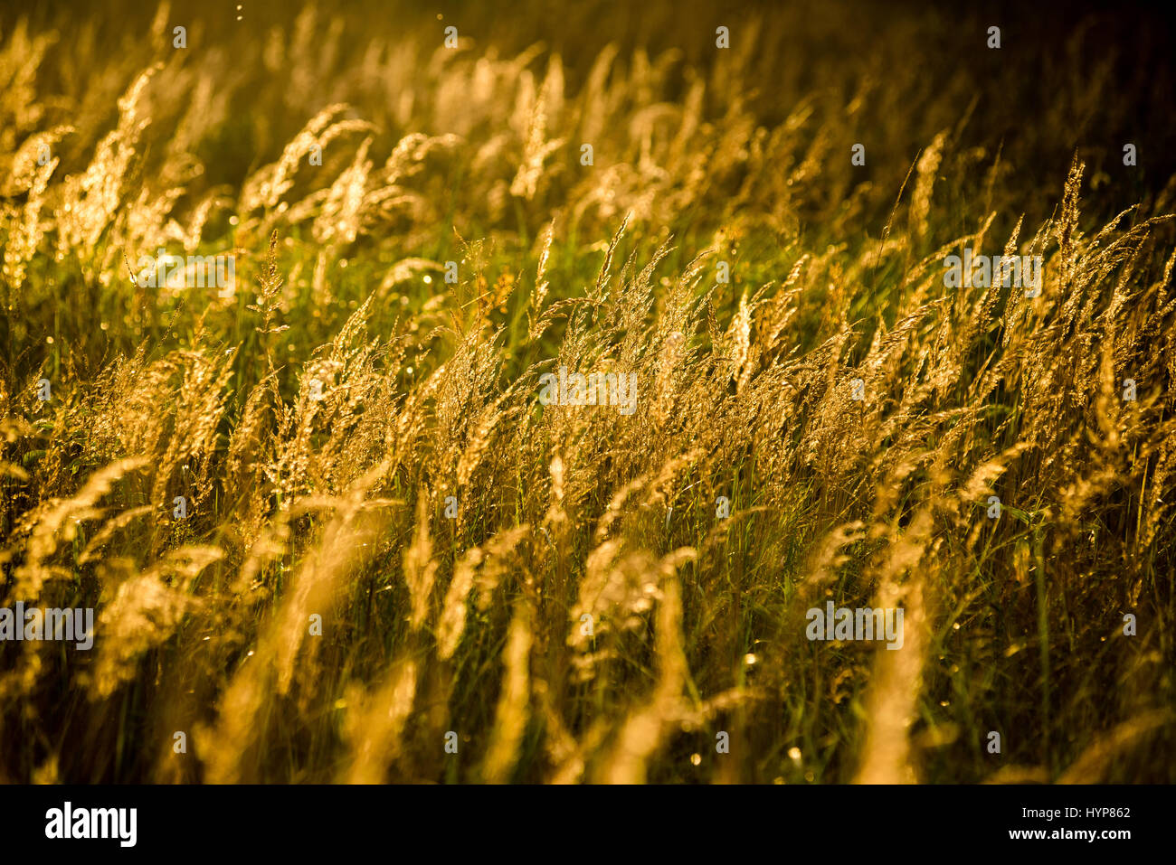 sunny meadow with flowers and green grass in summer at countryside ...