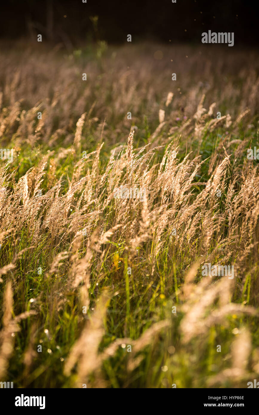sunny meadow with flowers and green grass in summer at countryside ...