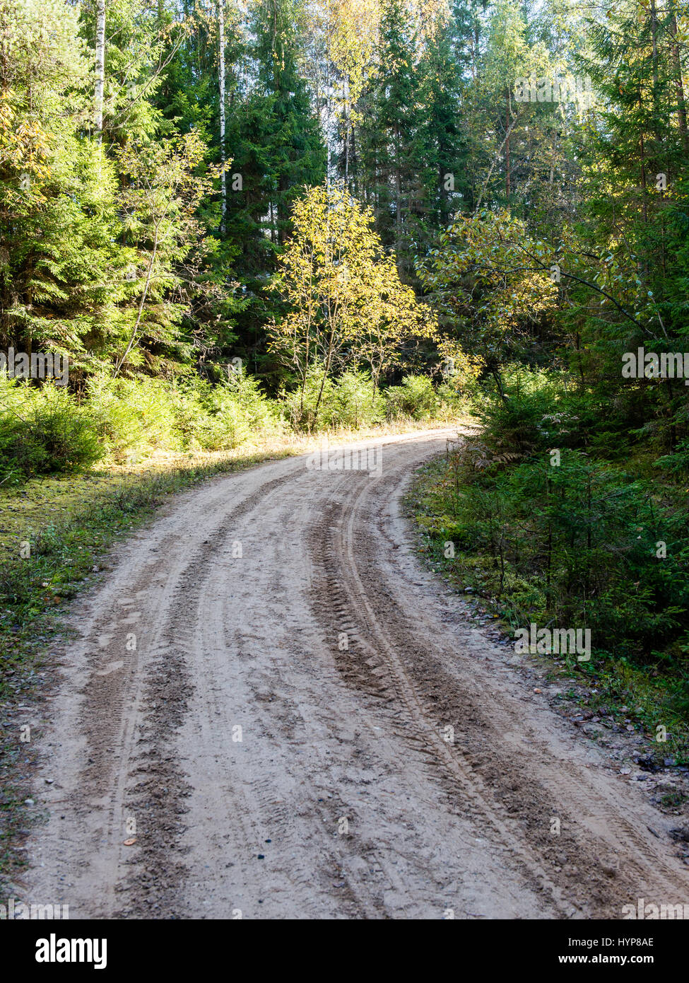 empty road in the countryside with trees in surrounding. perspective in ...
