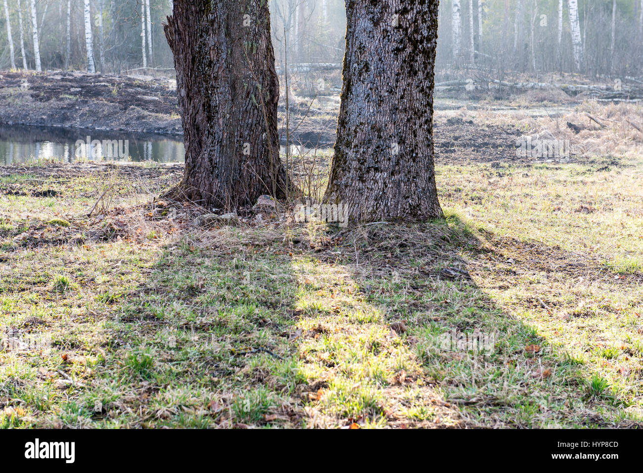 spring tree with shadows and bright sky in background Stock Photo - Alamy