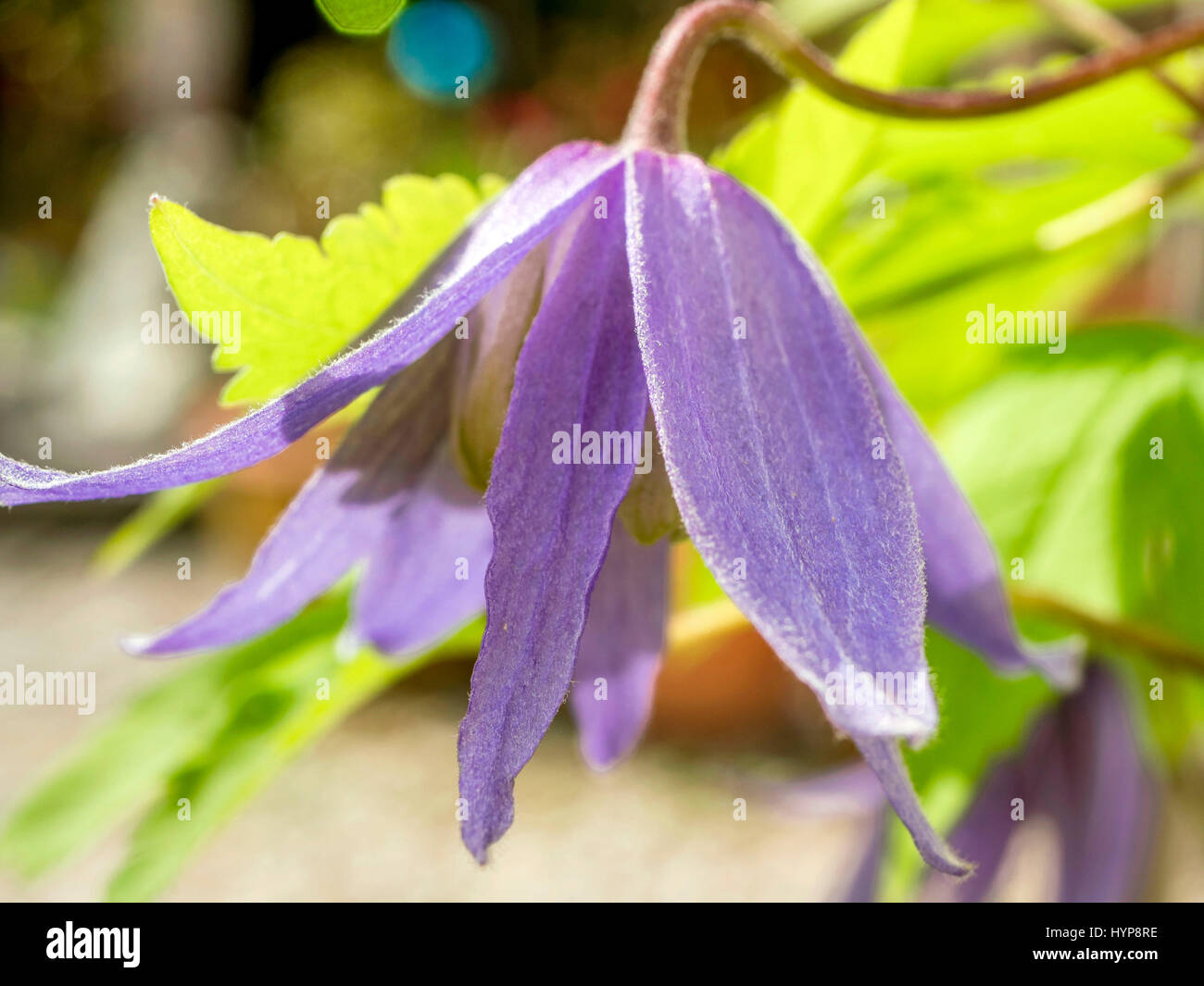 Flowers of Clematis, clematis, the Buttercup family (Ranunculaceae ...